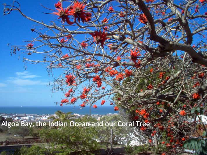 How Coral Tree Guest House Thrives by Focusing on a Niche Market ...